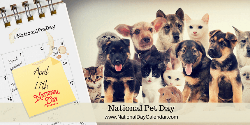 National Pet Day: An Anthology of Pet Poetry – Tan's Topics
